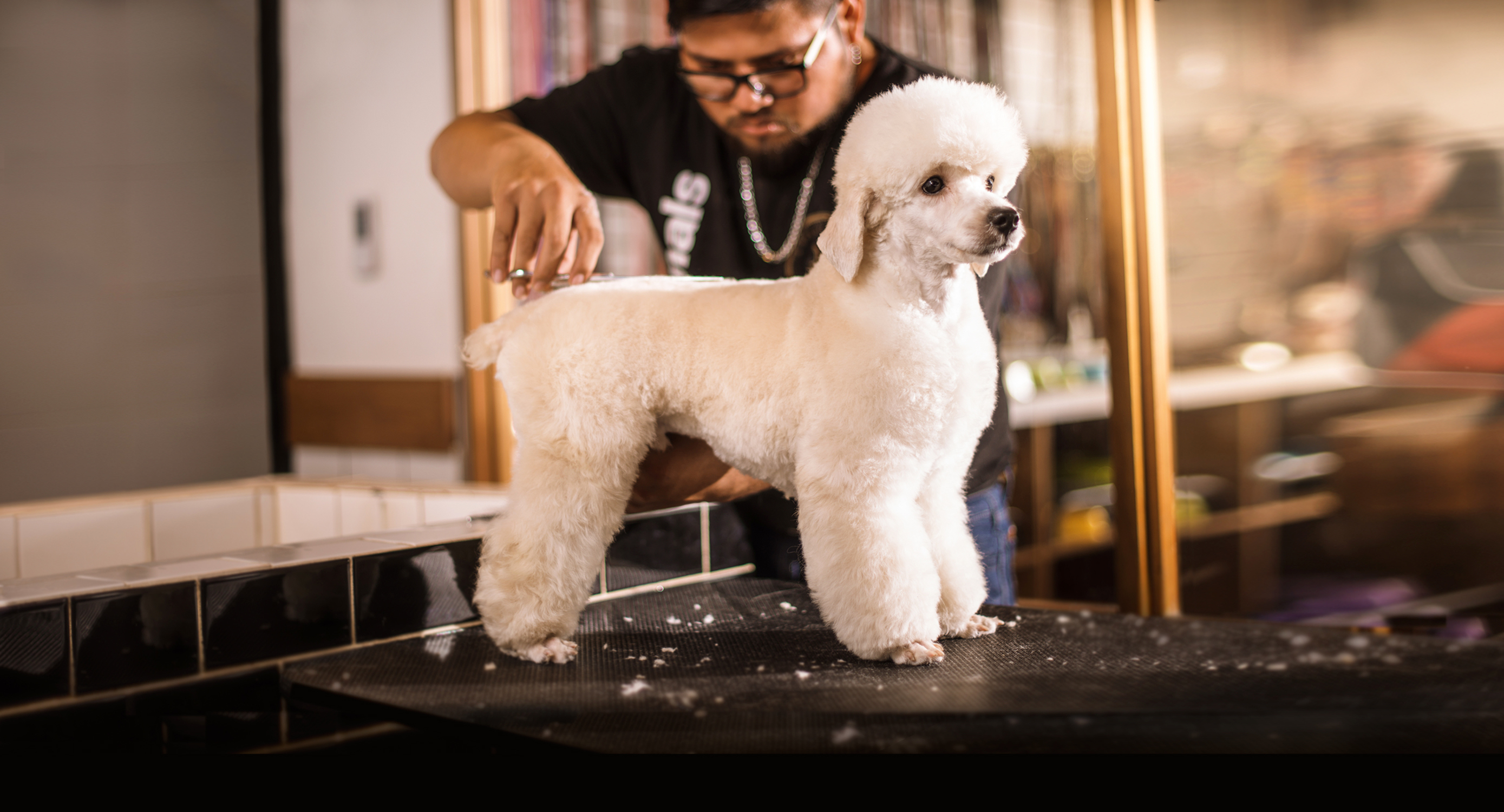 Deslanado y Desenredo | Humanimals
